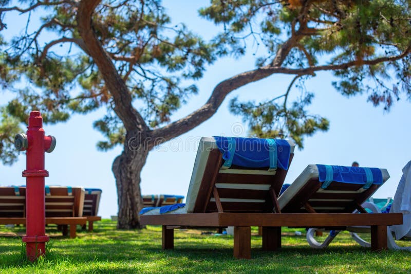 Sun Loungers and Towels on the Hotel Beach Under the Trees Stock Image ...