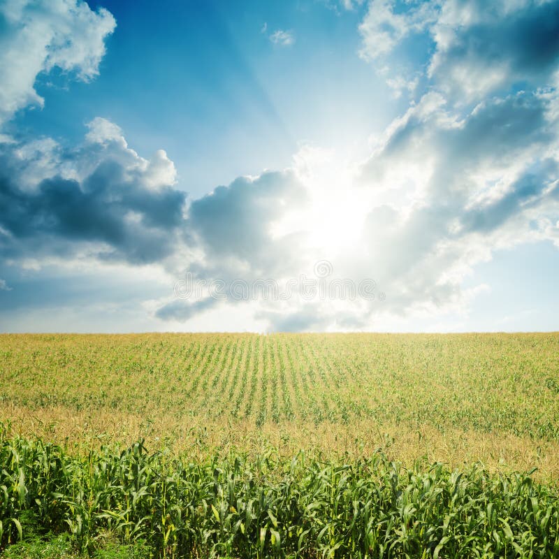 Sun over field stock photo. Image of light, ripe, outdoors - 18539528