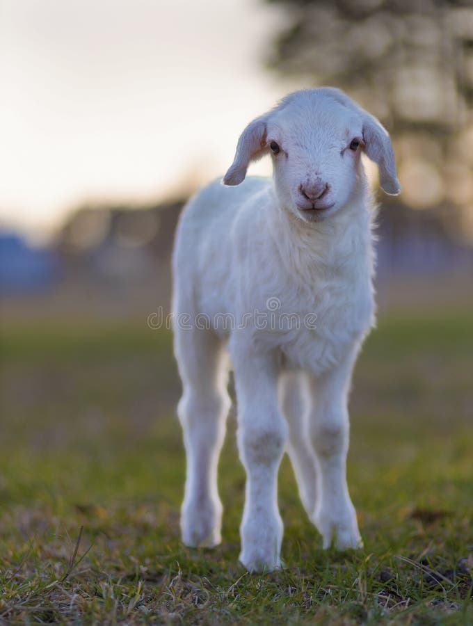 White Sheep Lamb Striking a Pose Stock Photo - Image of people, mouton ...