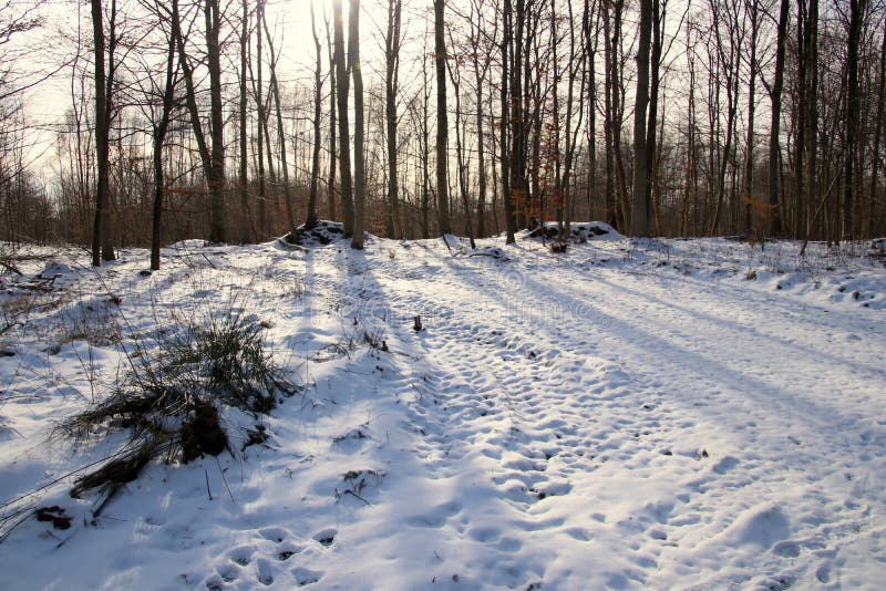 The Sun Makes Shade in Snowy Forest Floor Stock Photo - Image of shade ...