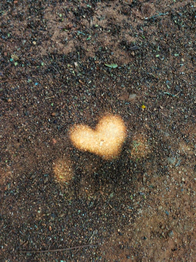 Sun Making a Heart Shape in the Shade through a Tree Stock Photo ...