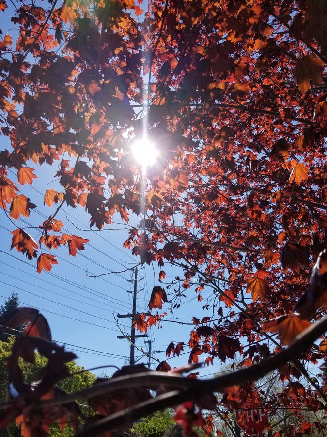 Sun through the Trees stock photo. Image of tree, maple - 148582790