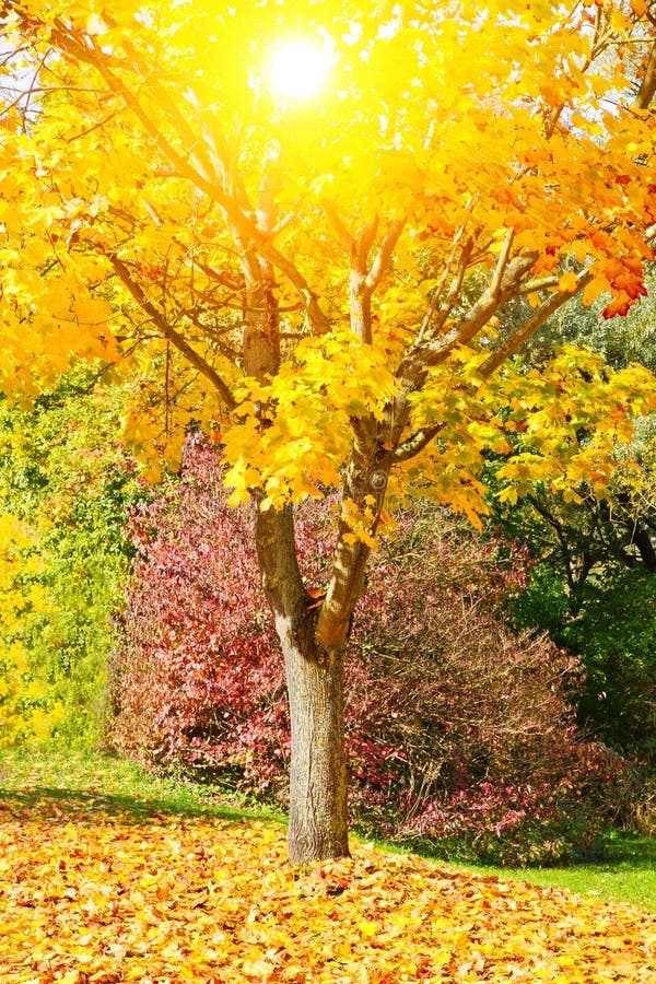 Row of Maple TreeÂ´s in Autumn Stock Image - Image of bright, avenue ...