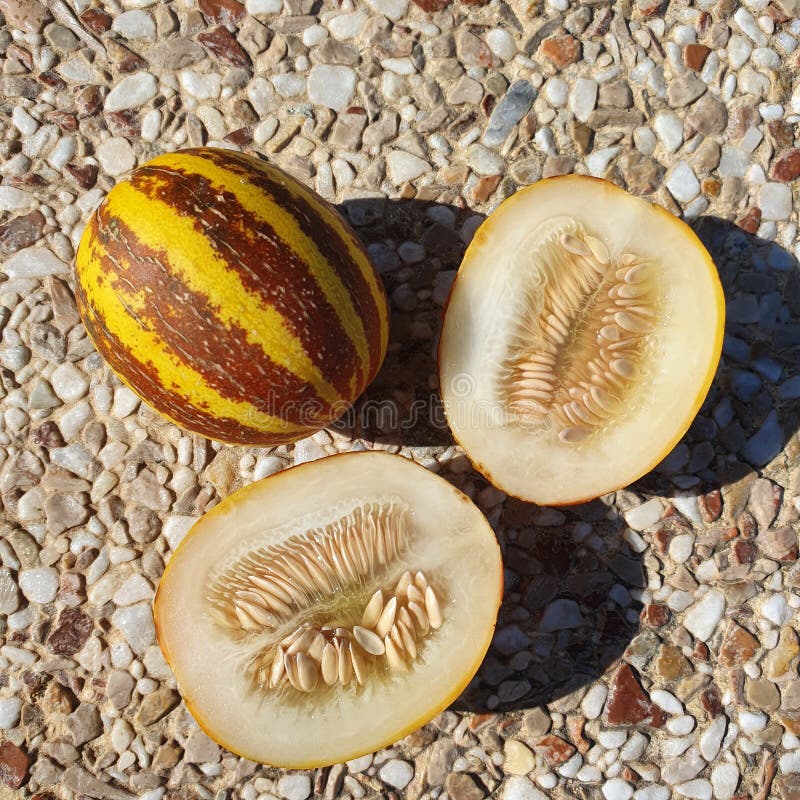 Sun melon stock photo. Image of fruit, sunny, melon - 200615392