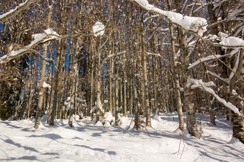 The Sun Melts the Snow on the Trees Stock Image - Image of canada, iowa ...