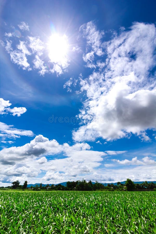 The Sun in the Mid Day Blue Sky and Green Field Stock Image - Image of ...