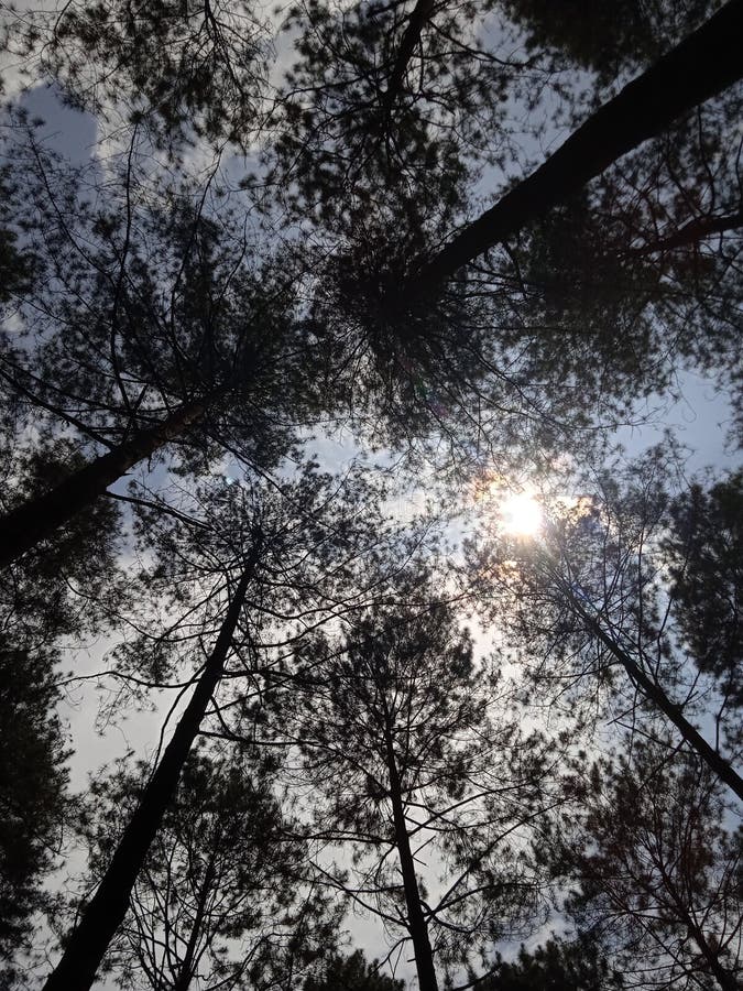 Sun in the Middle of a Pine Forest Stock Image - Image of forest ...