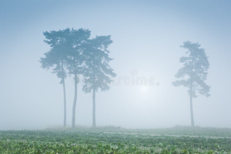Sun and mist stock image. Image of dream, early, light - 22055193
