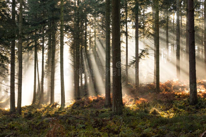 Sun through mist in forest stock image. Image of tree - 107681679
