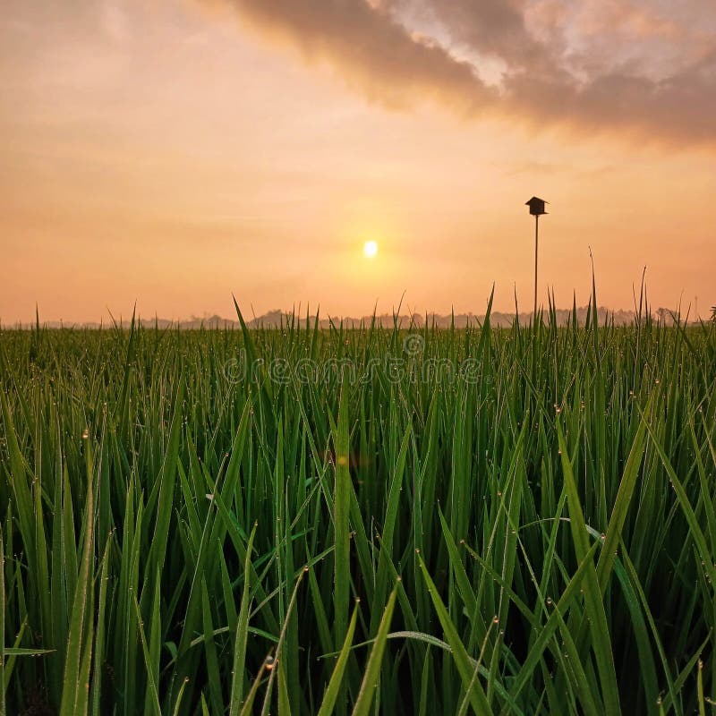 Sun in the Morning in Indonesia Stock Image - Image of morning, sunset ...
