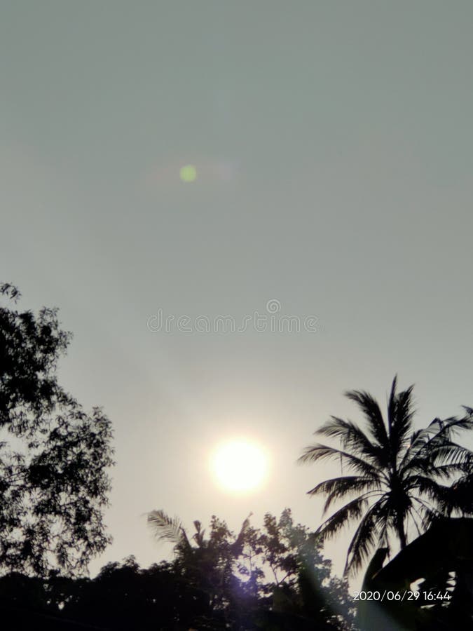 Sun in the morning lovely stock photo. Image of plant - 223433950