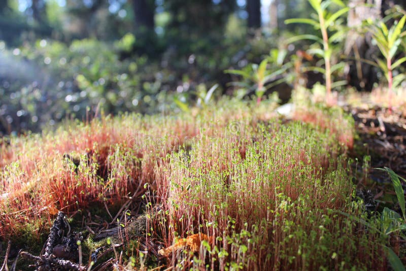 Sun-moss stock photo. Image of karelia, illuminates - 186079136