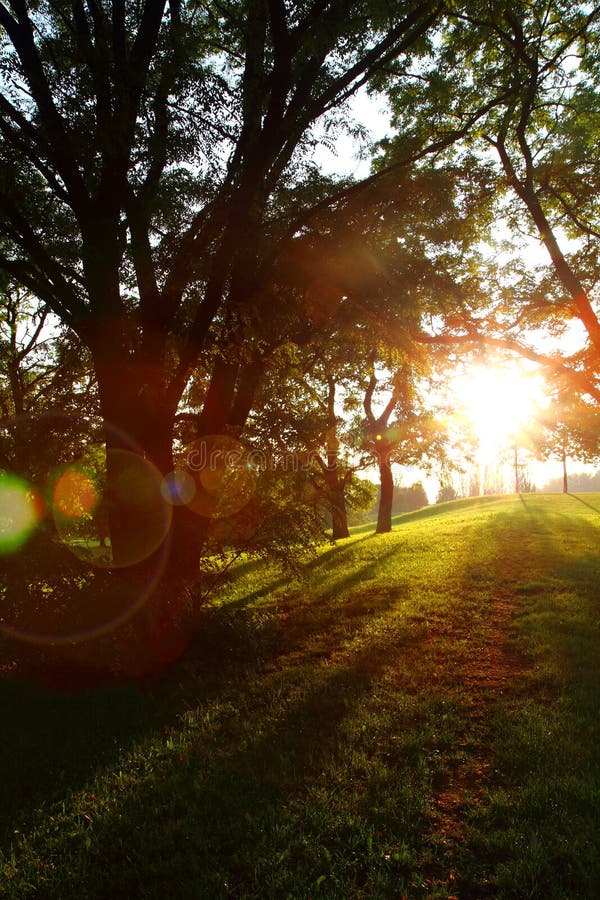 Sun No Parque Verde Da Mola Imagem de Stock - Imagem de folha, através ...