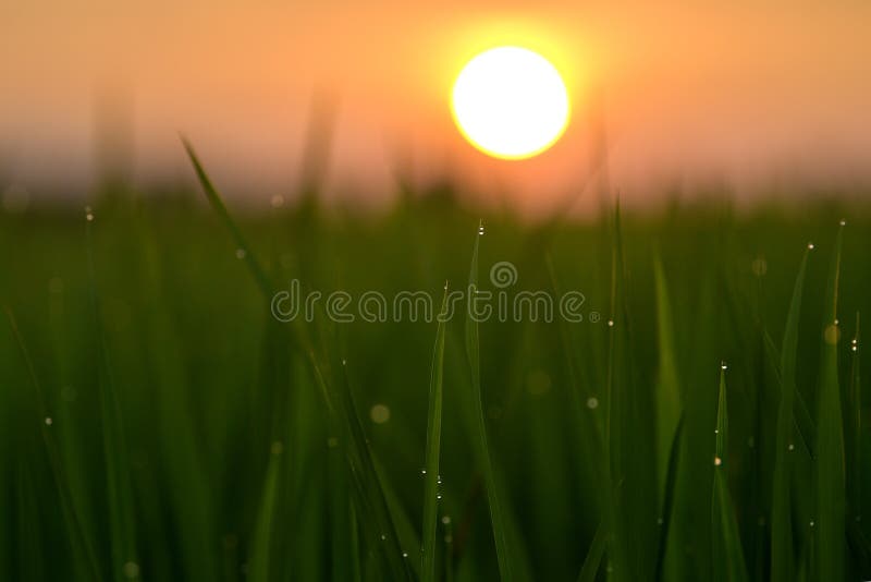 Sun on the noon stock photo. Image of morning, light - 207397502
