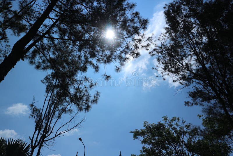 The sun at noon and tree stock photo. Image of reflection - 223505736