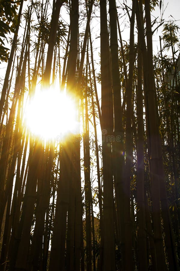 Sun over bamboo stock photo. Image of flora, bamboo, beautiful - 7186584