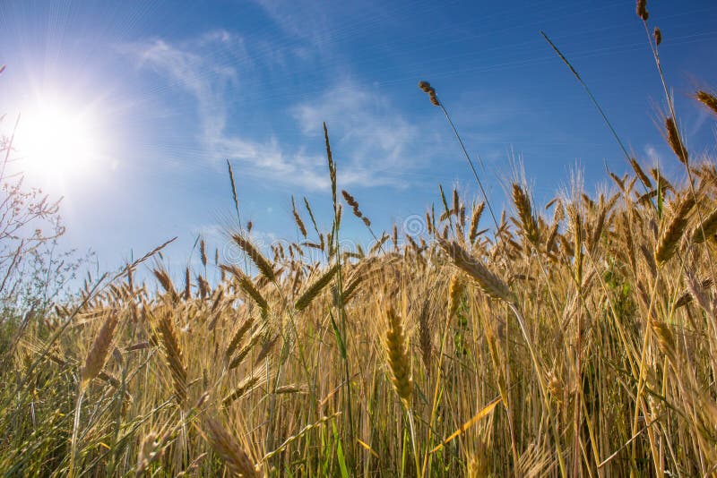 Sun over barley field stock image. Image of landscapes - 56940981