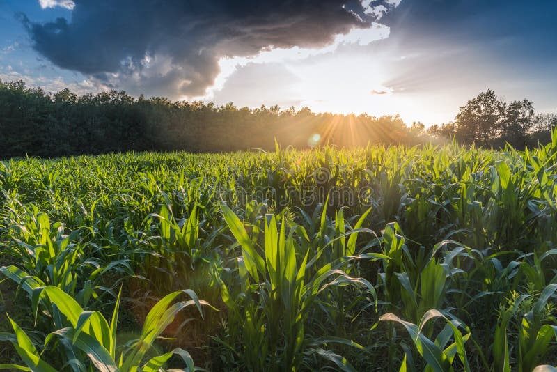 Sun Shining Over A Green Corn Field Picture. Image: 84924689