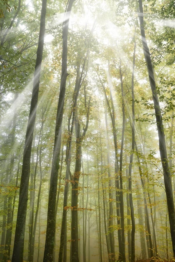 Sun over the forest stock image. Image of park, dream - 34732273