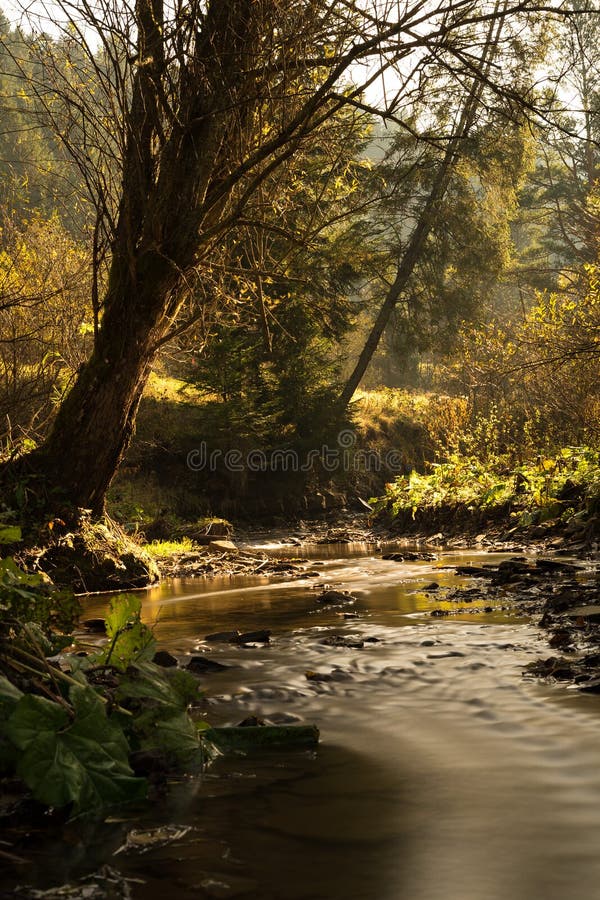 Sun over the forest stock photo. Image of crown, forest - 161715502