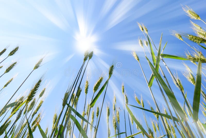 Sun over grain field stock photo. Image of outdoor, golden - 23953826