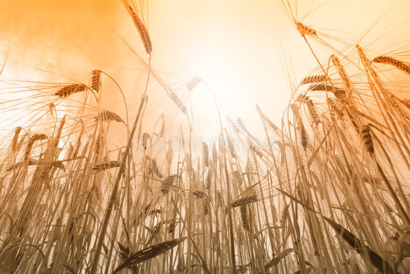 Sun over grain field stock photo. Image of field, bright - 26300902