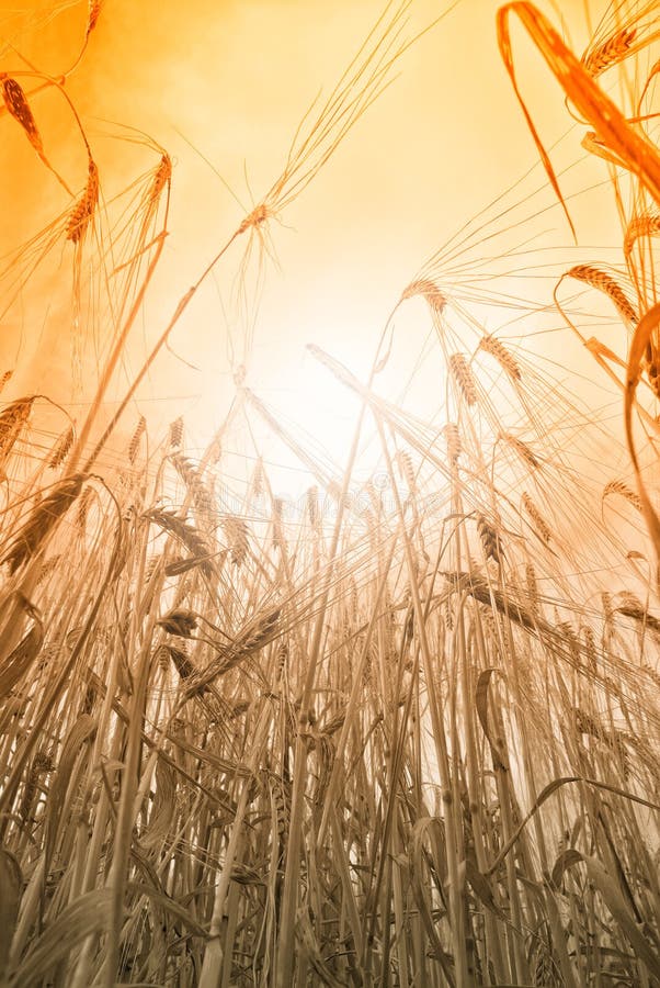 Sun over grain field stock photo. Image of field, bright - 26300902