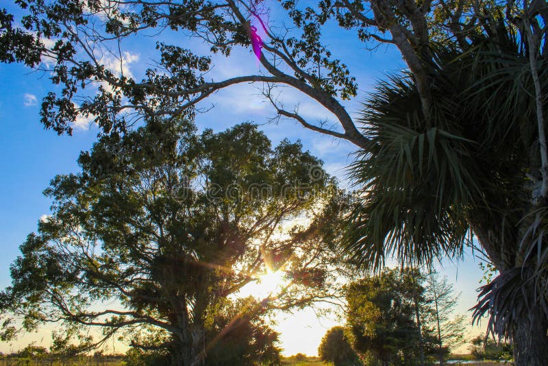 Sun Over Large Oak Tree in the Swamp Stock Image - Image of grass ...
