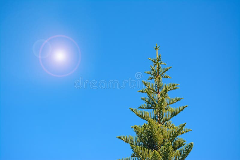 Sun over the pine stock image. Image of blue, sharp, color - 40520575