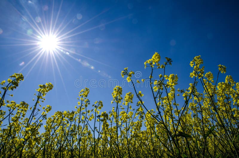 Sun over field stock image. Image of angle, country, biofuel - 31477913
