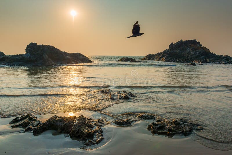 Sun Over the Sea and Flying Crow Stock Photo - Image of color ...