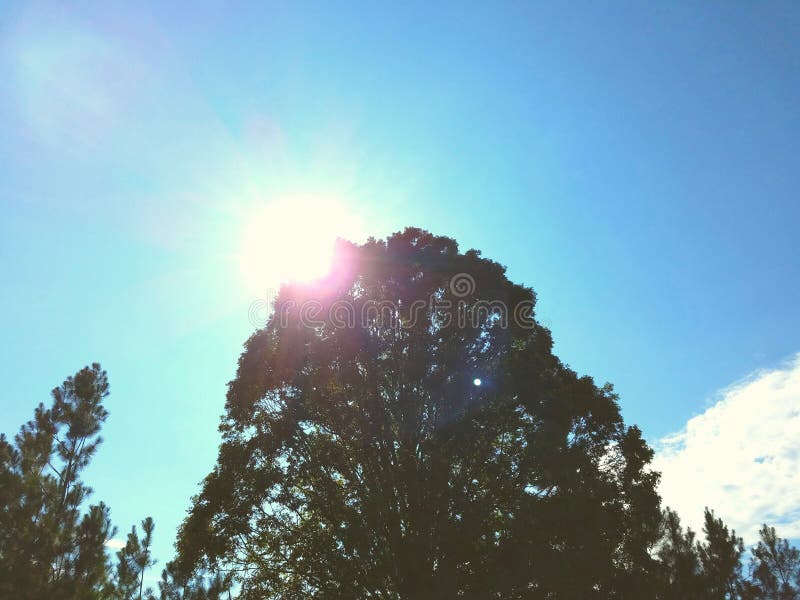 Sun over tree stock photo. Image of tree, blue - 76796458