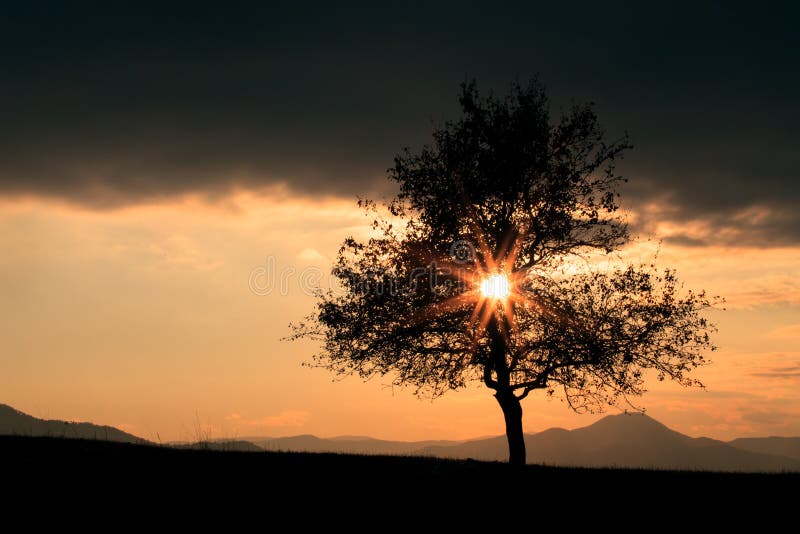 Sun over the tree stock image. Image of trees, color - 35118581