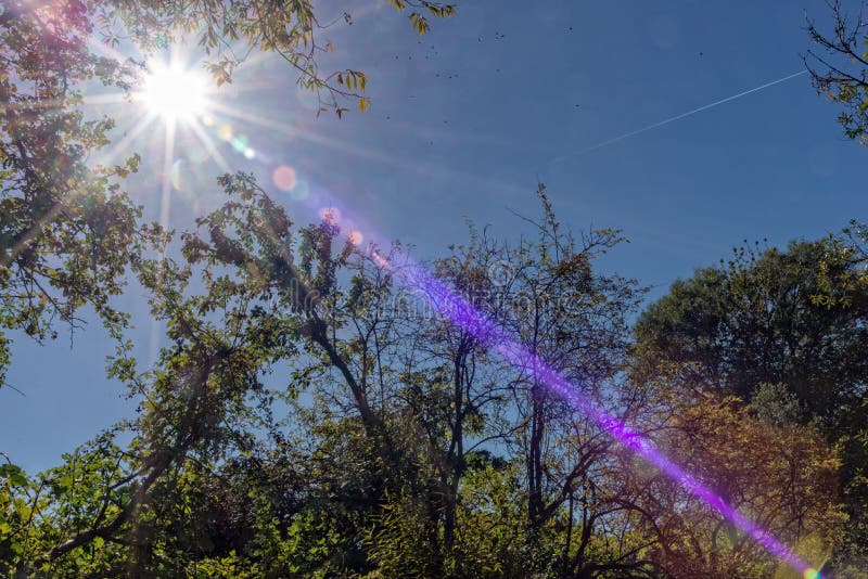 Sun Over a Tree in the Wood Stock Image - Image of island, hills: 144435161