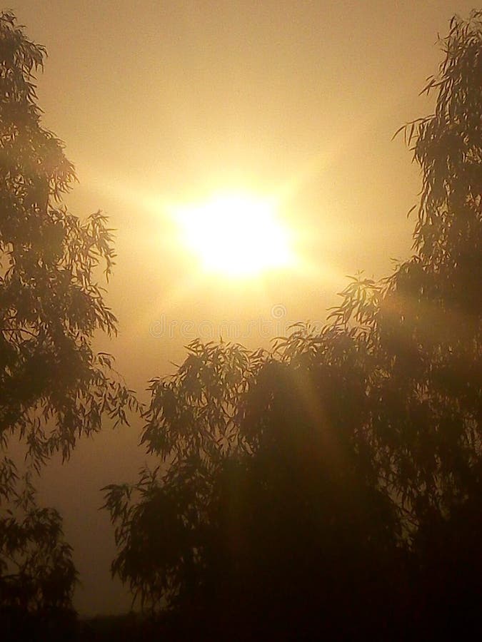 Sun Over Trees in the Evening. Stock Photo - Image of evening, scene ...