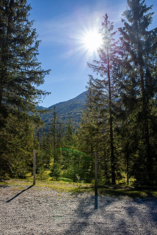 Sun Over Trees in Forest German Alps Stock Image - Image of pine, alps ...