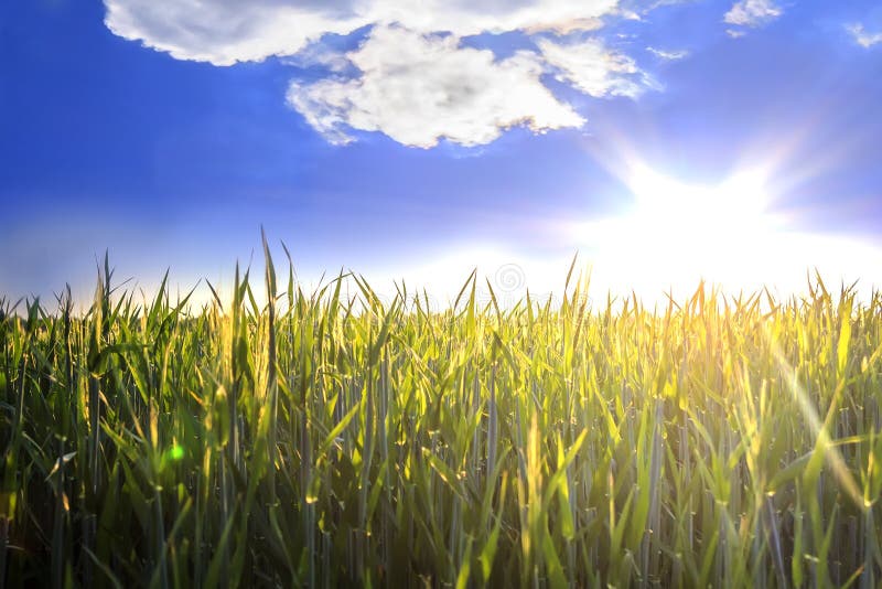 Sun over a wheat field stock photo. Image of growth, grain - 31796190