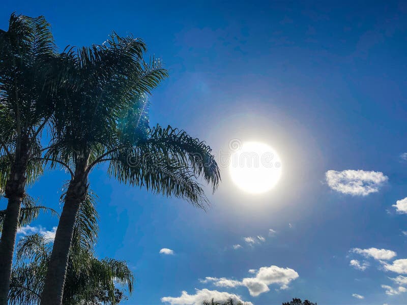 Sun and palm tree stock photo. Image of peaceful, louisiana - 109171146