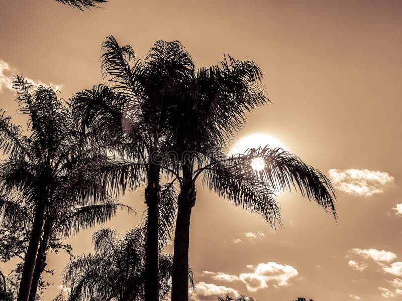 Sun and palm tree stock photo. Image of foliage, baldcypress - 109349954