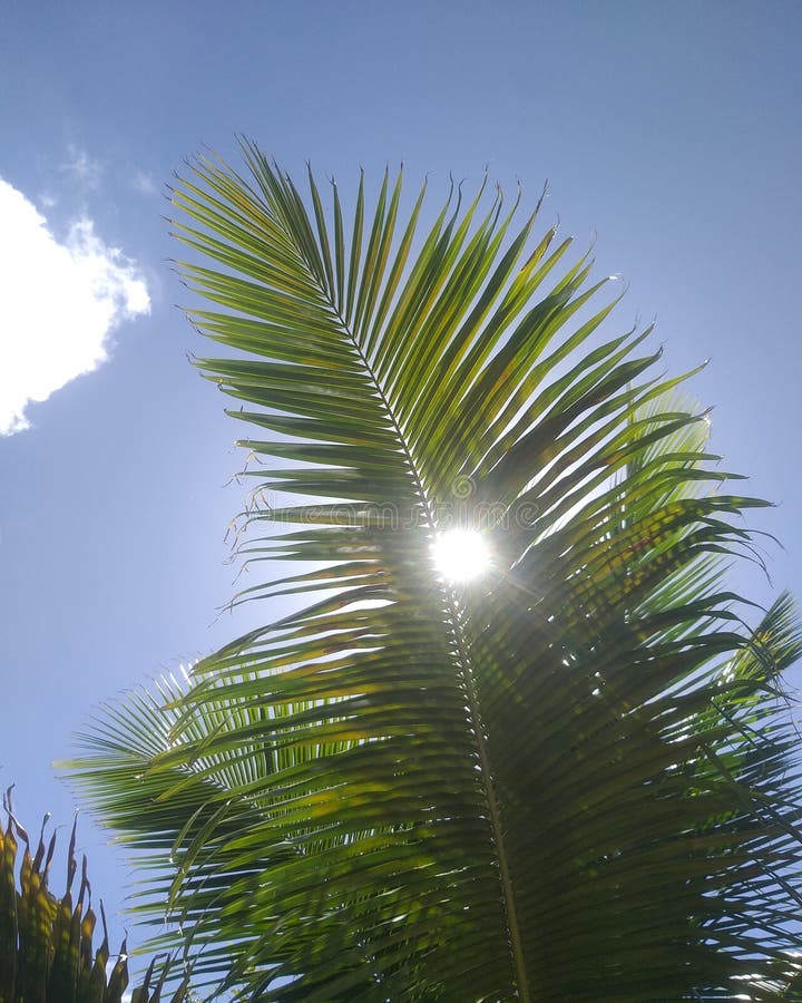 Sunny palm tree stock photo. Image of sunlight, vegetation - 212339000