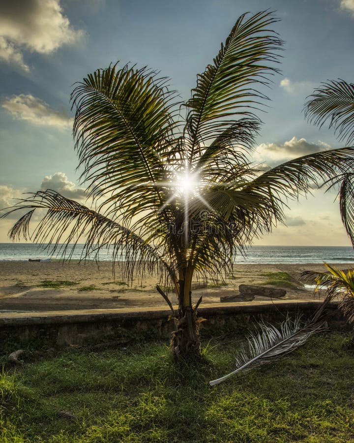 Sun and palm tree stock photo. Image of beach, trail - 99034662