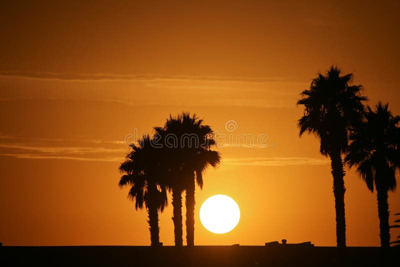 Sun and Palm Trees stock image. Image of getaway, ventura - 7934237