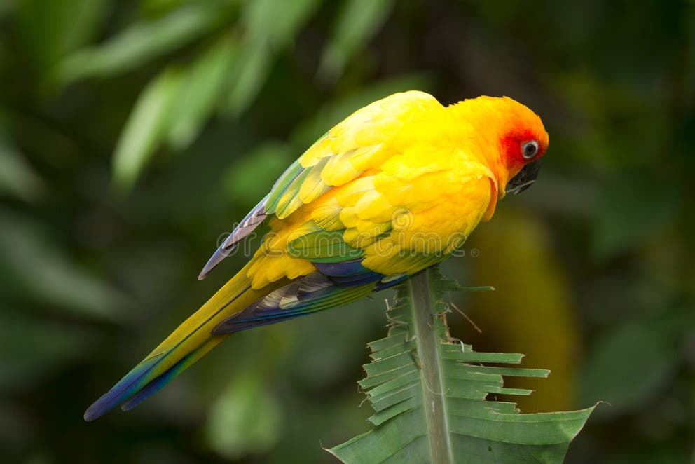 Sun Parakeet stock photo. Image of parakeet, beak, conures - 18535612