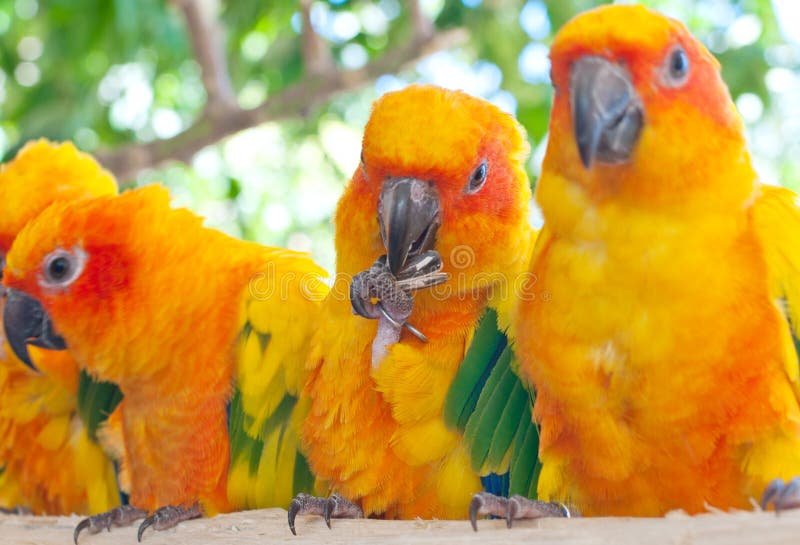 Sun Parakeet stock photo. Image of eating, yellow, feather - 21619380