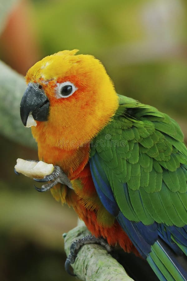 Sun Parakeet, Also Known in Aviculture As the Sun Conure Stock Photo ...