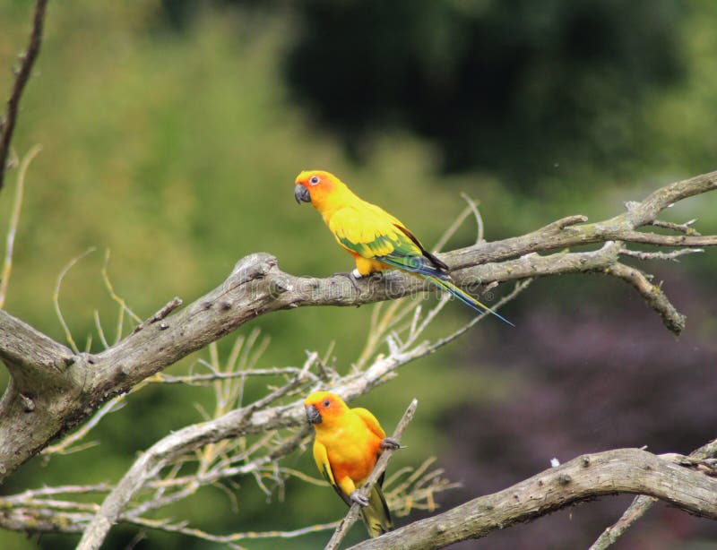 Sun Parakeet Aratinga Solstitialis Stock Image - Image of bird ...