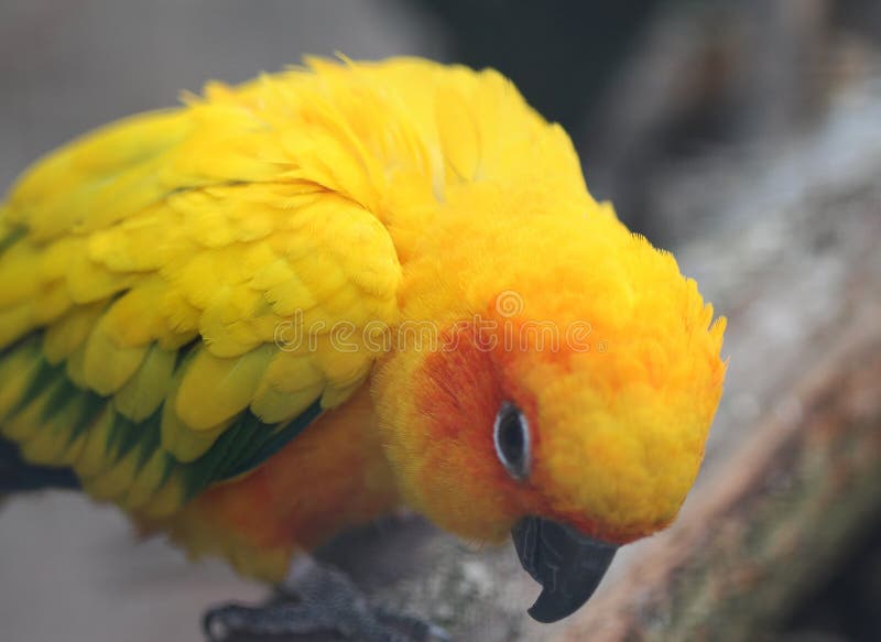 Sun Parakeet Aratinga Solstitialis Stock Photo - Image of parrot ...