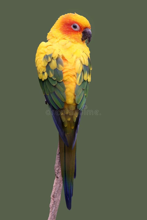 The Sun Parakeet Aratinga Solstitialis Stock Photo - Image of ecology ...