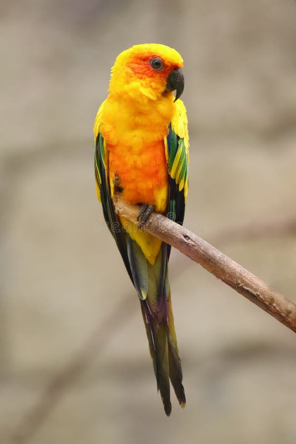 The Sun Parakeet Aratinga Solstitialis Sitting on a Branch. Yellow ...