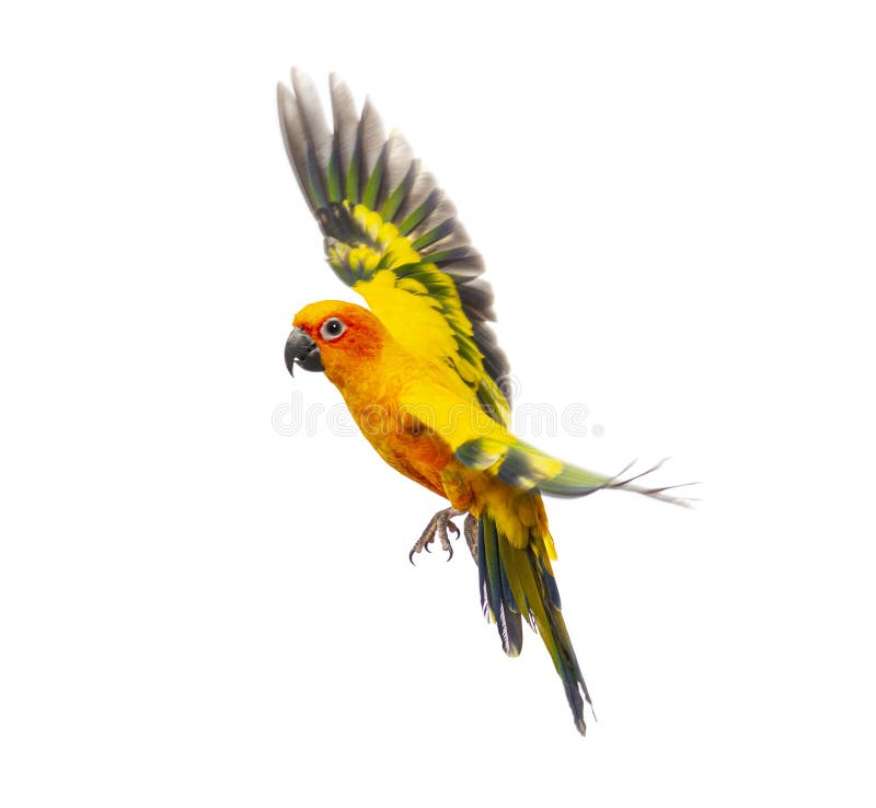 Sun Parakeet Bird, Aratinga Solstitialis, Flying, Isolated on White ...